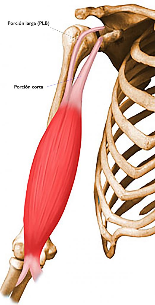 Tendinitis bíceps braquial Dr. Delgado | DELGADOTRAUMA
