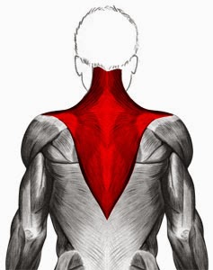 Contractura cervical (trapecios) | DELGADOTRAUMA